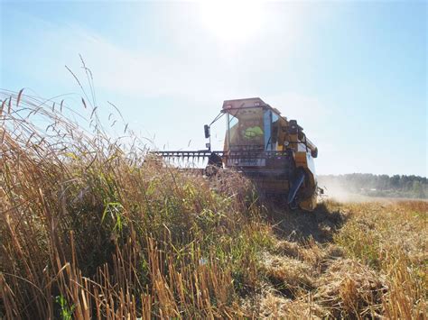 Helsinki Viljelee Hiiltä Sitoen Pellot Vehreinä Koko Kasvukauden Stara