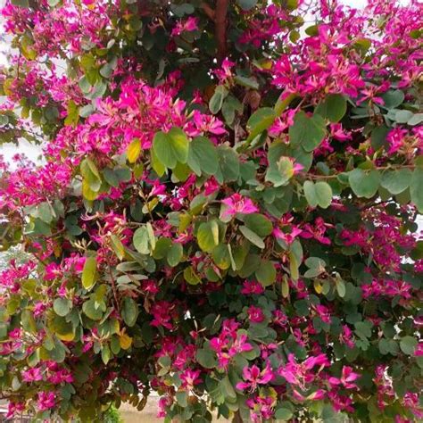 Bauhinia Purpurea Seeds Packaging Type Bag At Best Price In Dehradun