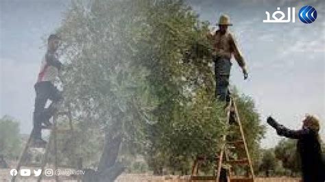 قطف الزيتون في تونس موسم للبهجة والفرحة والتكاتف العائلي Youtube