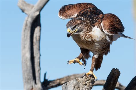 Sonoran Desert Museum Raptors Feb 2018