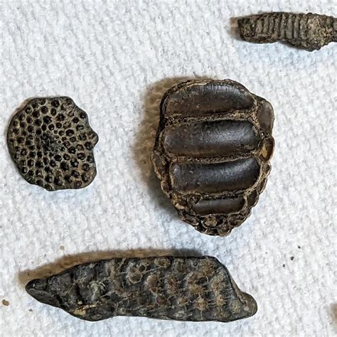 Id Help Found In Gravel Creek Wilcox County Alabama R Fossils
