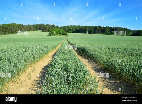 Spring Rural Landscape Dirt Road In Wheat Field Czech Republic Stock