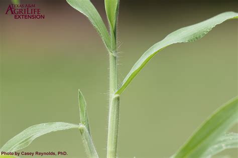 Large Crabgrass Aggieturf