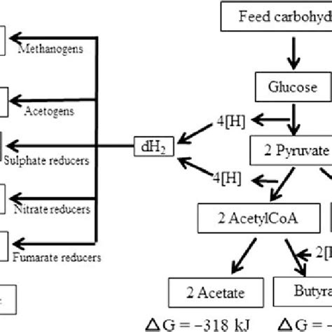 Scheme Of The Major Pathways Of Rumen Fermentation Including Generation