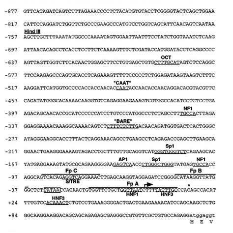 Structure Of The Rat Ntcp Gene At The Top Of The Figure Are Kilobase