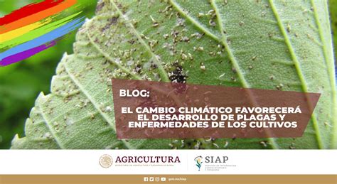 El Cambio Climático Favorecerá El Desarrollo De Plagas Y Enfermedades