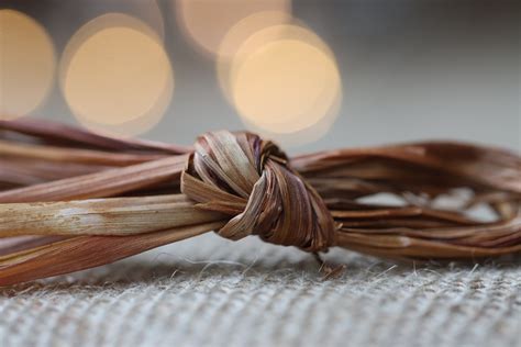 Yucca Dried Free Photo On Pixabay Pixabay