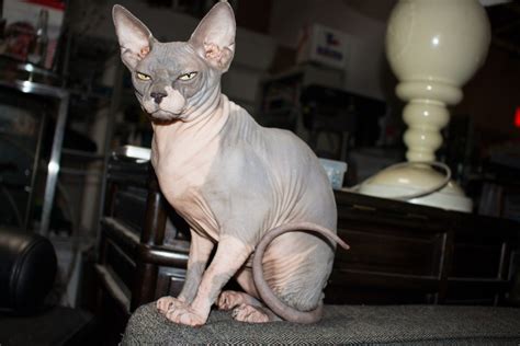 Free Images Kitten Whiskers Vertebrate Donskoy Sphynx Small To