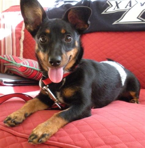 Corgi Dachshund Mix Pictures And Info Corgi Mixes