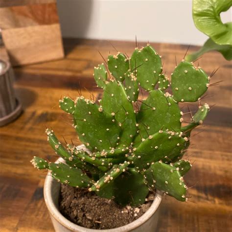 🌵 Light Requirements For Your Drooping Prickly Pear By Season