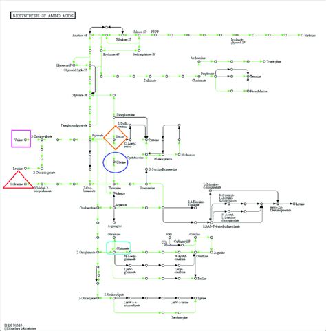 Kegg Pathway Biosynthesis Of Amino Acids Dehalogenimonas