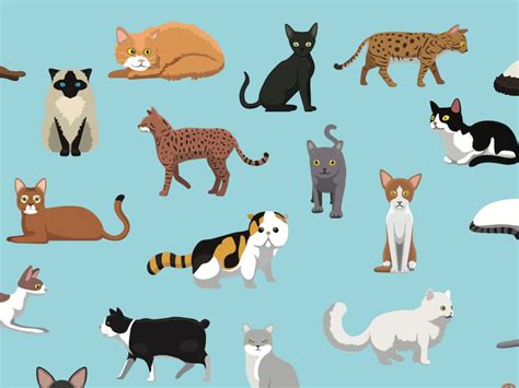 Top 5 Most Popular Cat Breeds And Their Unique Characteristics Webstame