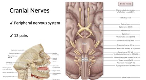 Lect Exam Spinal Cord And Special Senses Flashcards Quizlet