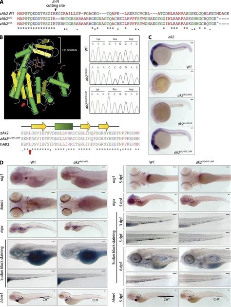 Zebrafish Ak2 Mutants Present A Wide Array Of Hematopoietic Defects