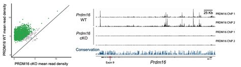 Intro To Dataset And Peak Call File Formats Peak Analysis
