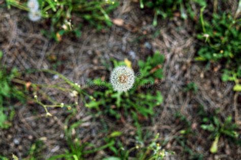 Taraxacum Officinale Stock Image Image Of Cycle Ecosystem 271556921