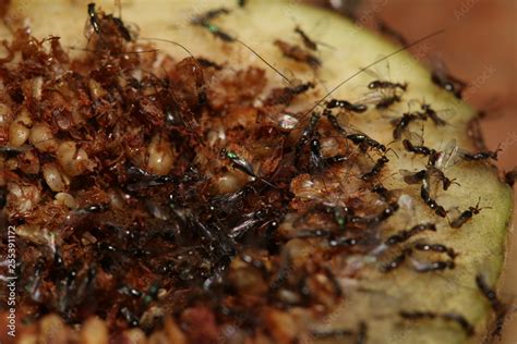 Fig Wasp Meaning In English At Jill Farris Blog