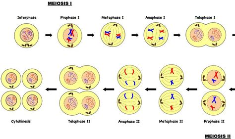 Fajarv Prophase 1 And 2