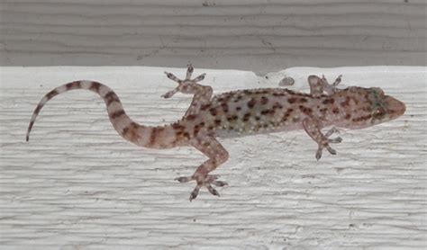 What Kind Of Lizards Live In Texas Texas Proud
