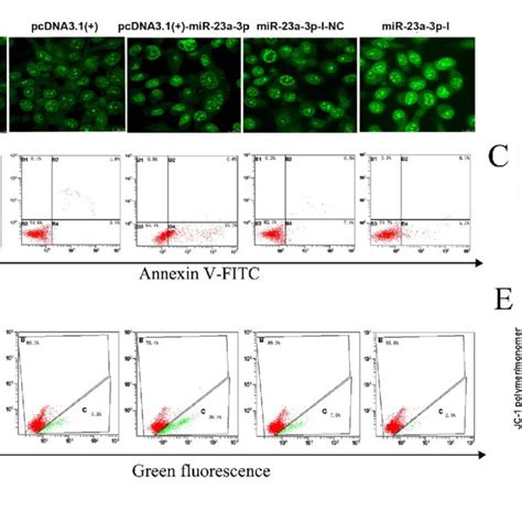Cytotoxic Effects Of Tsn On Mkn 45 Cells A Mkn 45 Cells Were Seeded