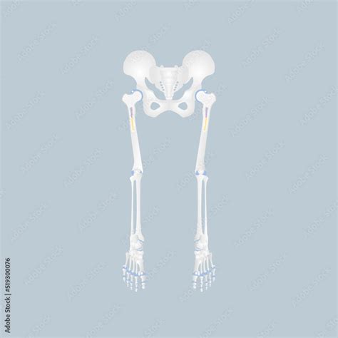 Anatomy Of Hip Pelvic Bone Long Bone Marrow Basics Leg And Foot Internal Organs Body Part