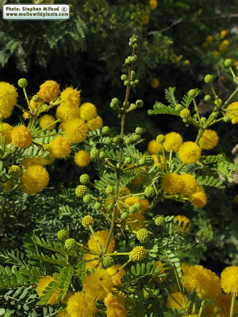 Vachellia Karroo Karroo Thorn The Online