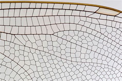 Dragonfly Wing Pattern Abstract Black Paper Texture Dragonfly Wing