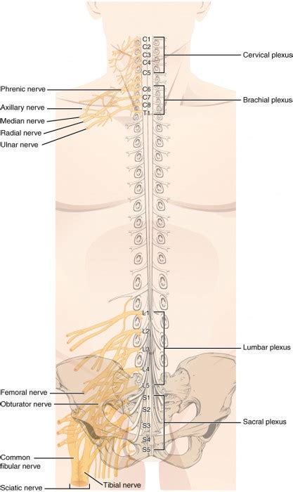 Rückenmark und Spinalnerven Lecturio Med Magazin