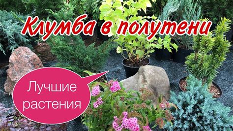 Найкращі рослини для північної клумби ХВОЙНІ рослини для ЗАТІНКУ Варіант клумби біля входу в