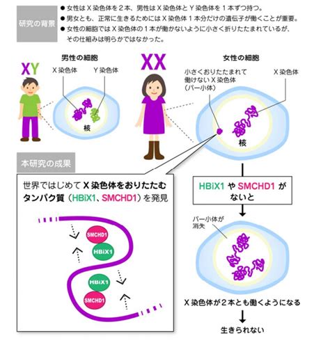 北大、女性特有の“働かない”x 染色体の仕組みを解明 Optronics Online オプトロニクスオンライン