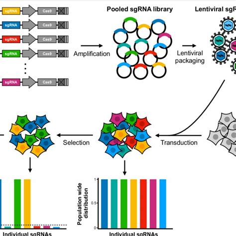 Schematic Representation Of The Three Generations Of Lentiviral