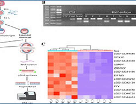 Longcell Single Cell And Spatial Alternative Splicing Analysis With Nanopore Long Read
