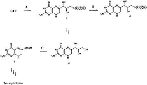 Pteridine Biosynthetic Pathways In E Coli A Gtp Cyclohydrolase I B Download Scientific