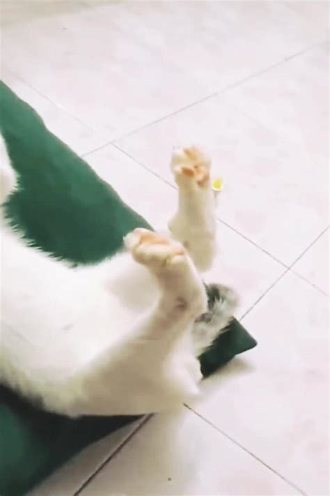 Best Funny Animal Videos 2024 Funniest Cats One News Page Video