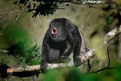 Howler Monkey Features Reproduction And More