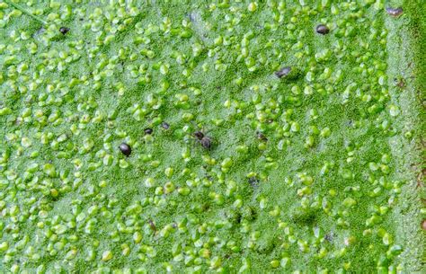 Aquatic Plants Floating On The Surface Of The Water Duckweed Lemna And