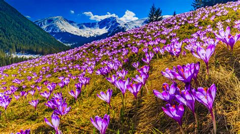 Imagenes De Paisajes Con Flores Para Fondo De Pantalla Porn Sex Picture