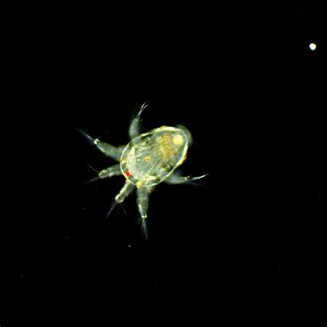 Crustacea Crustáceo Copepoda Ordem Cyclopoida Crustacea