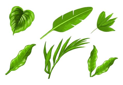 Conception de décor de feuilles exotiques de type différent tropical