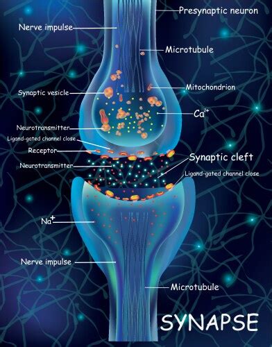 3d Synapse And Neuron Cells Transmission Signal Vector Image