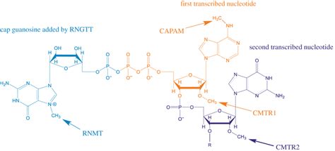 Mrna Cap Structure A Common Cap Structure Is Depicted Including Cap