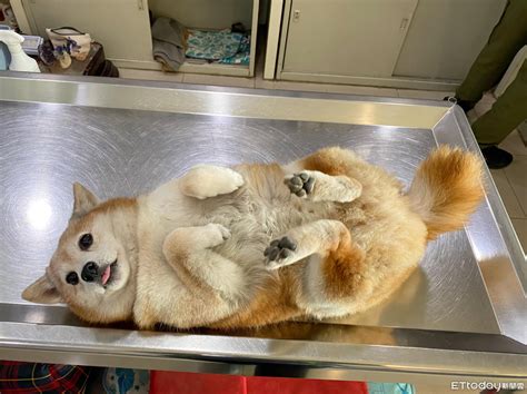 柴犬 哈囉這裡是醫院耶！飼主吳先生家中飼養一隻13歲的柴犬阿公「吉 Fanclub