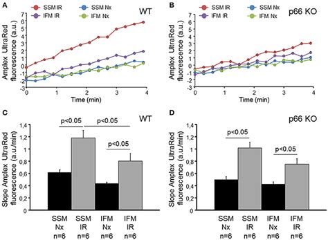 Frontiers | Lack of Contribution of p66shc and Its Mitochondrial ...
