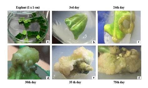 Different Stages Of Callus Development In MS Media Supplemented With Download Scientific
