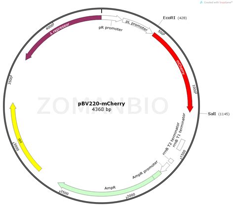 Pbv Mcherry