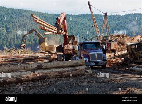 Log Boom Loader Depositing Coastal Douglas Fir Pseudotsuga Menziesii Logs Logging Truck