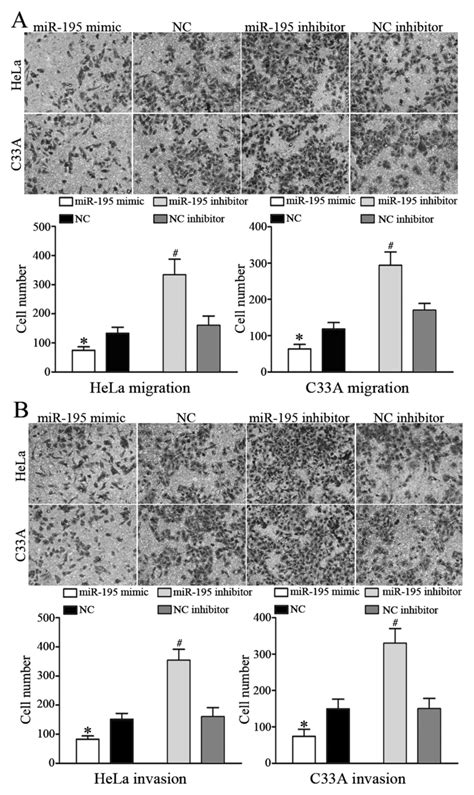 Microrna 195 Inhibits The Behavior Of Cervical Cancer Tumors By