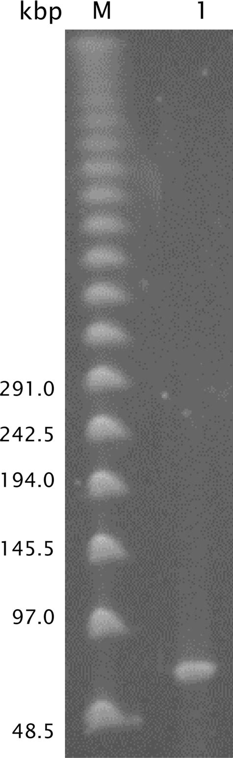 Pulsed Field Gel Electrophoresis Pfge Of Φimva 1 Genome Lane M