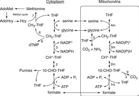 Compartmentalization Of Folate Dependent One Carbon Metabolism