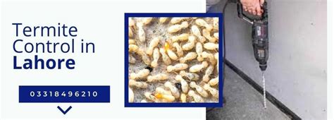 Termite Control In Lahore Termite Proofing In Lahore ®️